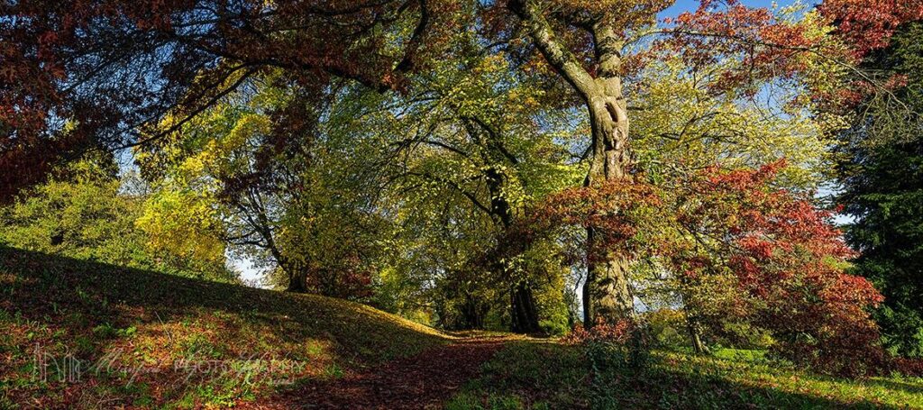 Fall Majestic Trees | Landscape & Panoramic photographs by Manfred G Kraus